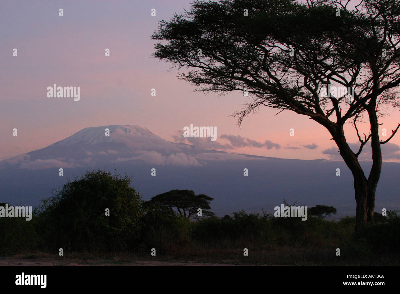 Tree in front of Kilimanjaro Stock Photo - Alamy