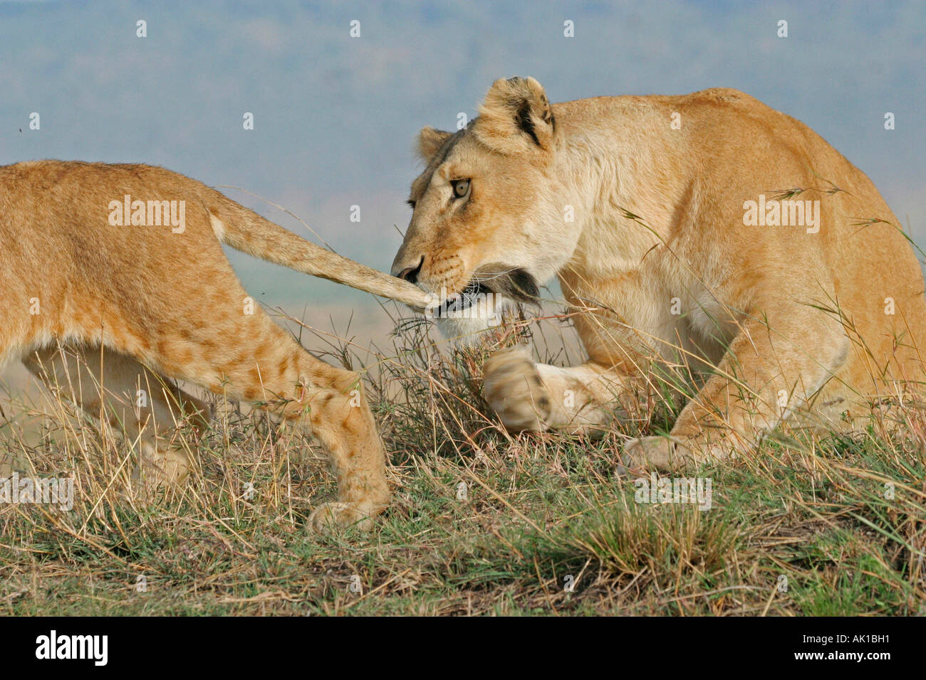 Lion biting lioness tail hi-res stock photography and images - Alamy