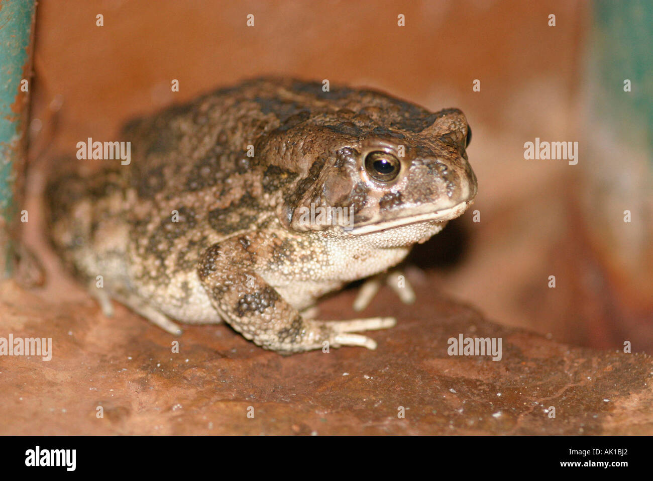 Leopard toad hi-res stock photography and images - Alamy