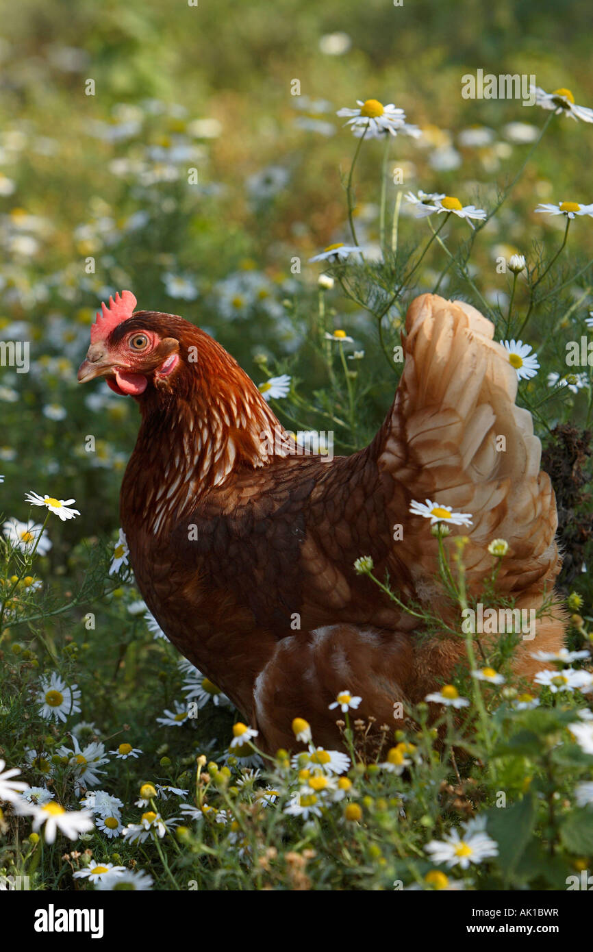 Point of Lay Pullet Stock Photo - Alamy