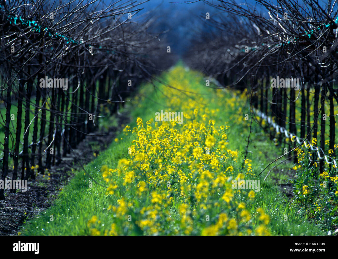 California vinyard hi-res stock photography and images - Alamy