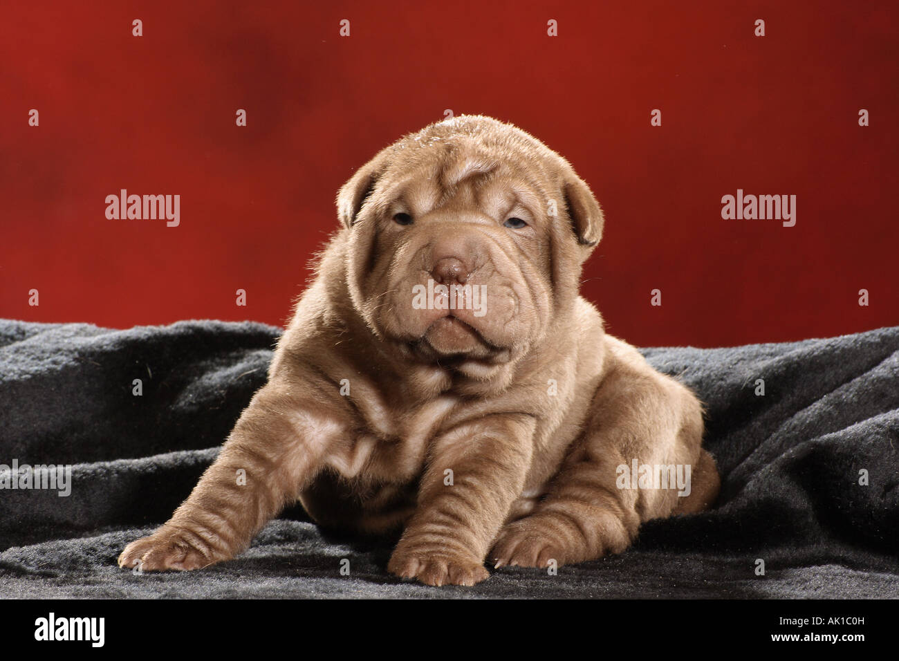 Shar Pei puppy sitting Stock Photo - Alamy