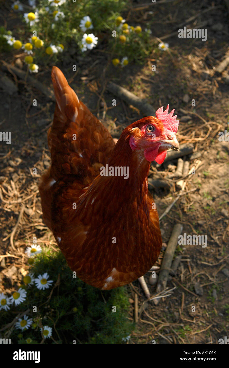 Point of Lay Pullet Stock Photo - Alamy