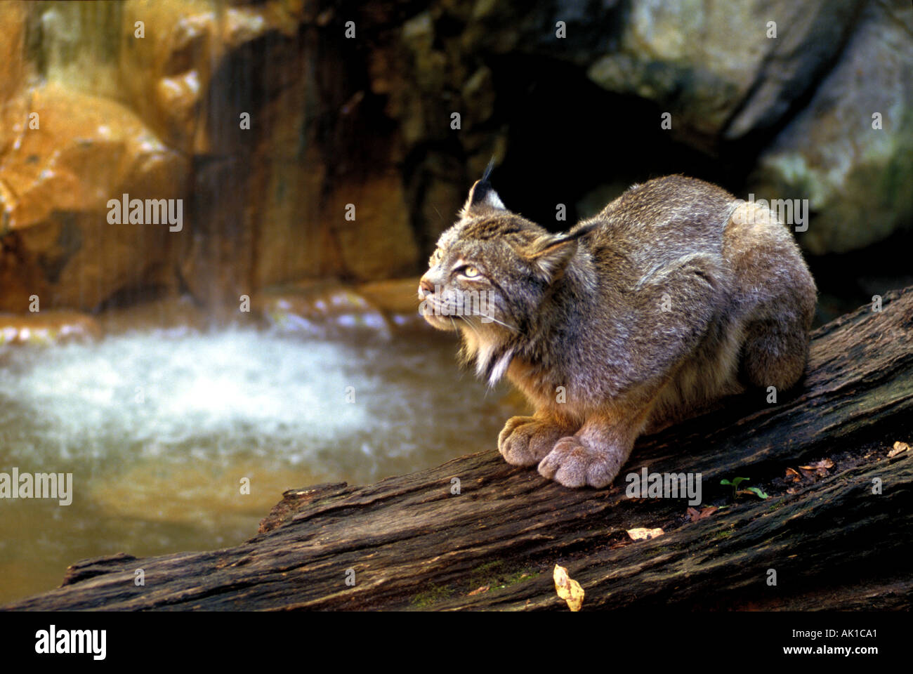 Lynx And Waterfall Stock Photo - Alamy