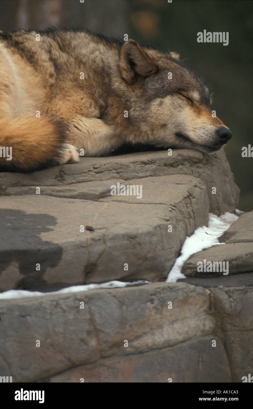 Sleeping wolf hi-res stock photography and images - Alamy