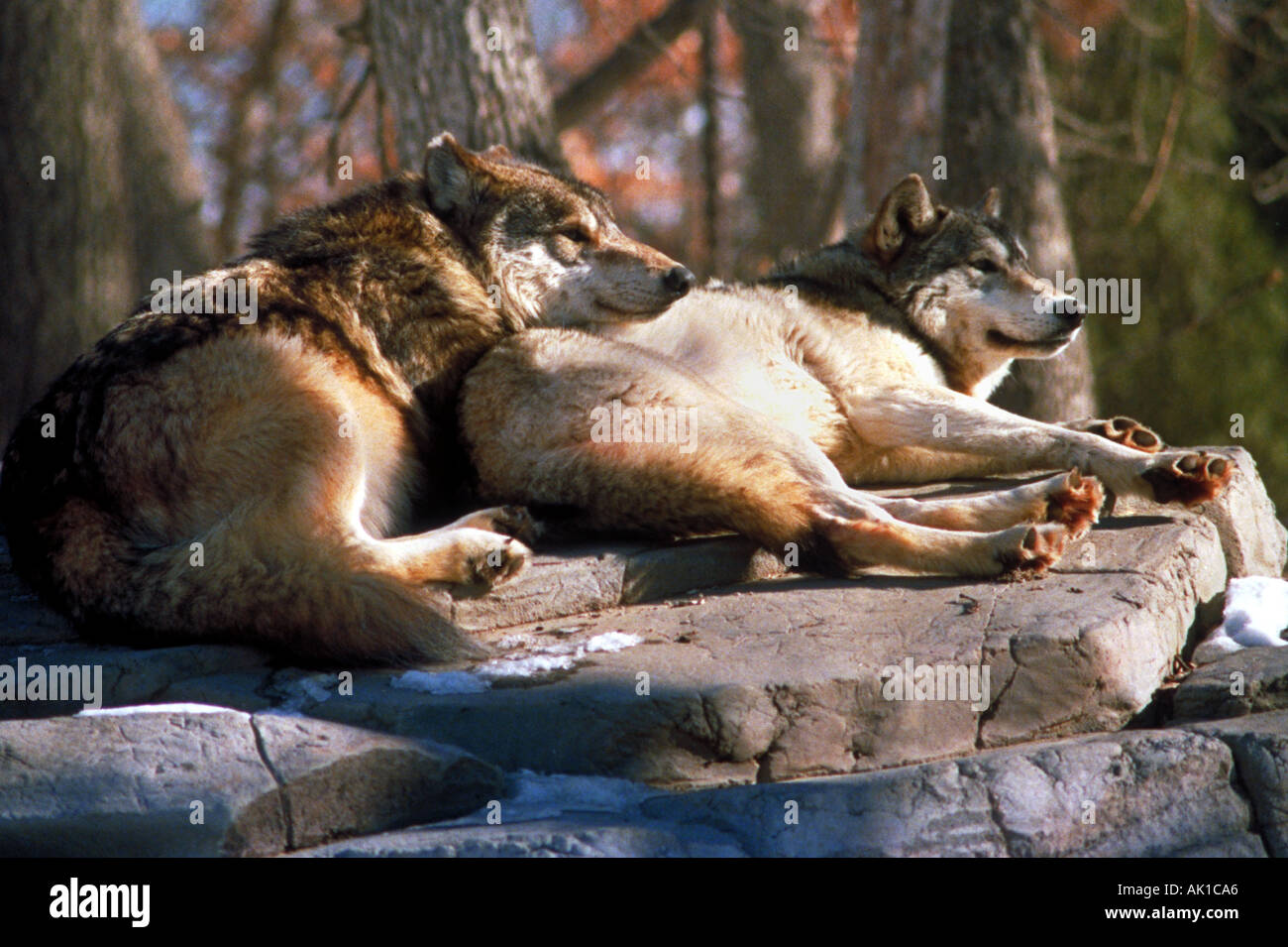 Extinct wolves hi-res stock photography and images - Alamy