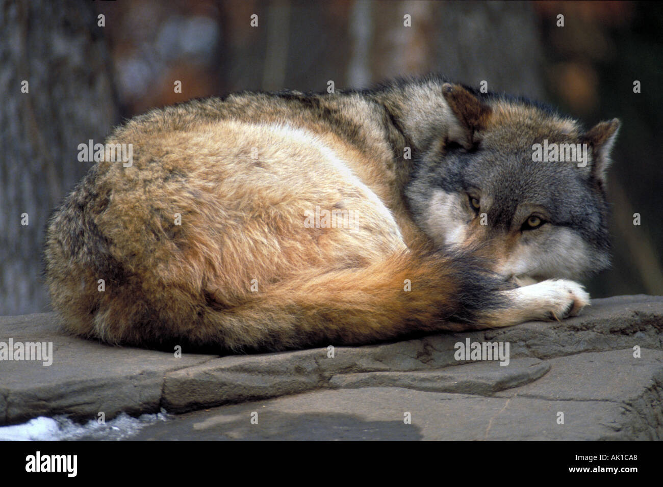 Wolf on Rock Stock Photo - Alamy