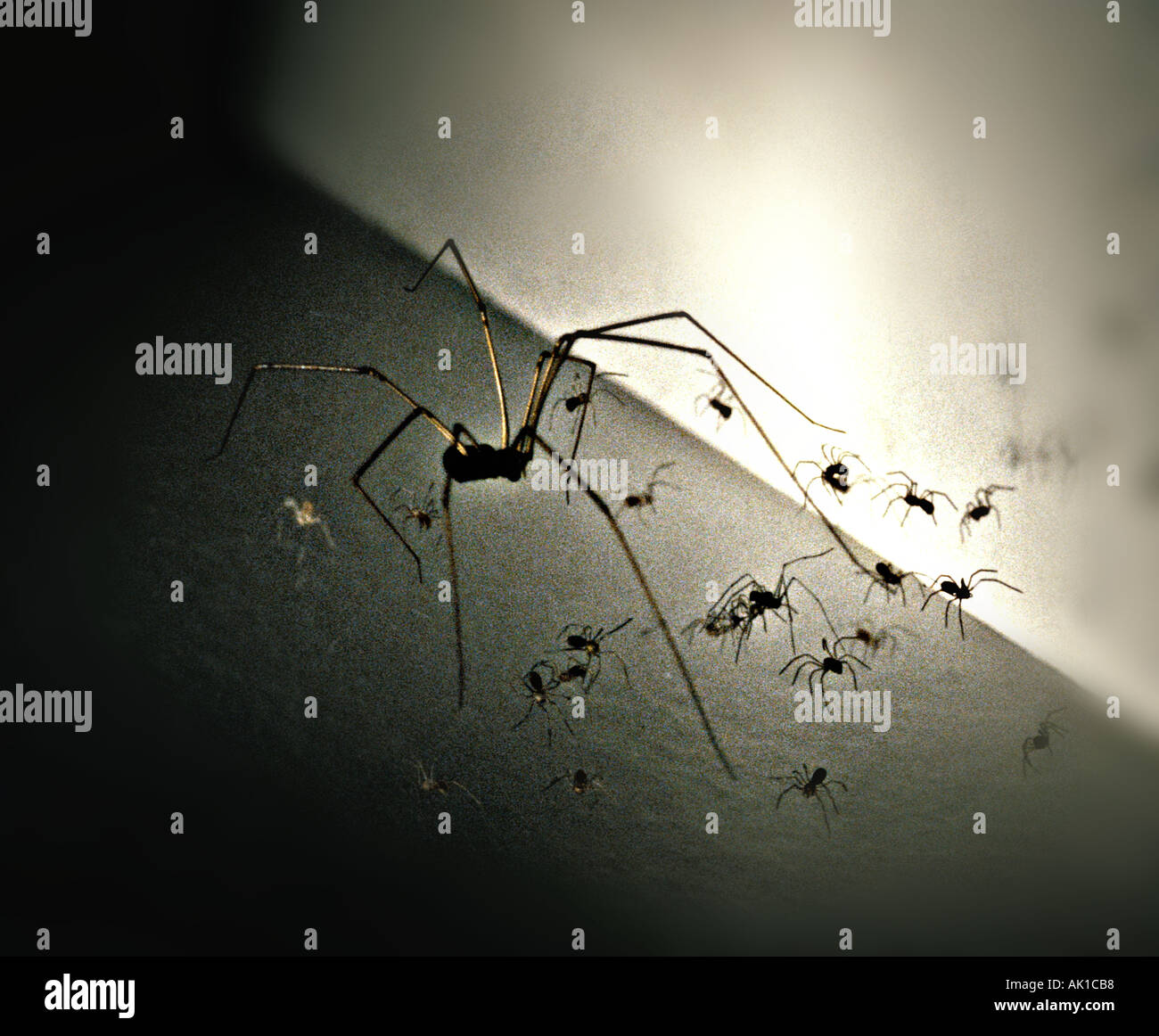 Daddy Long Legs Spider and Family Stock Photo - Alamy