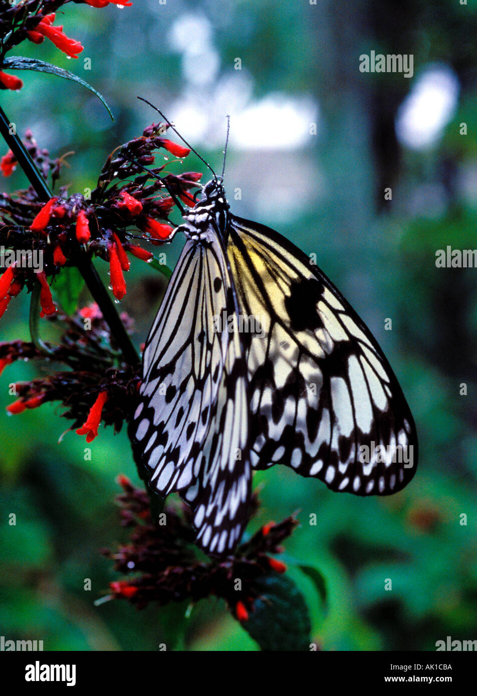 Tree Nymph Butterfly Stock Photo - Alamy