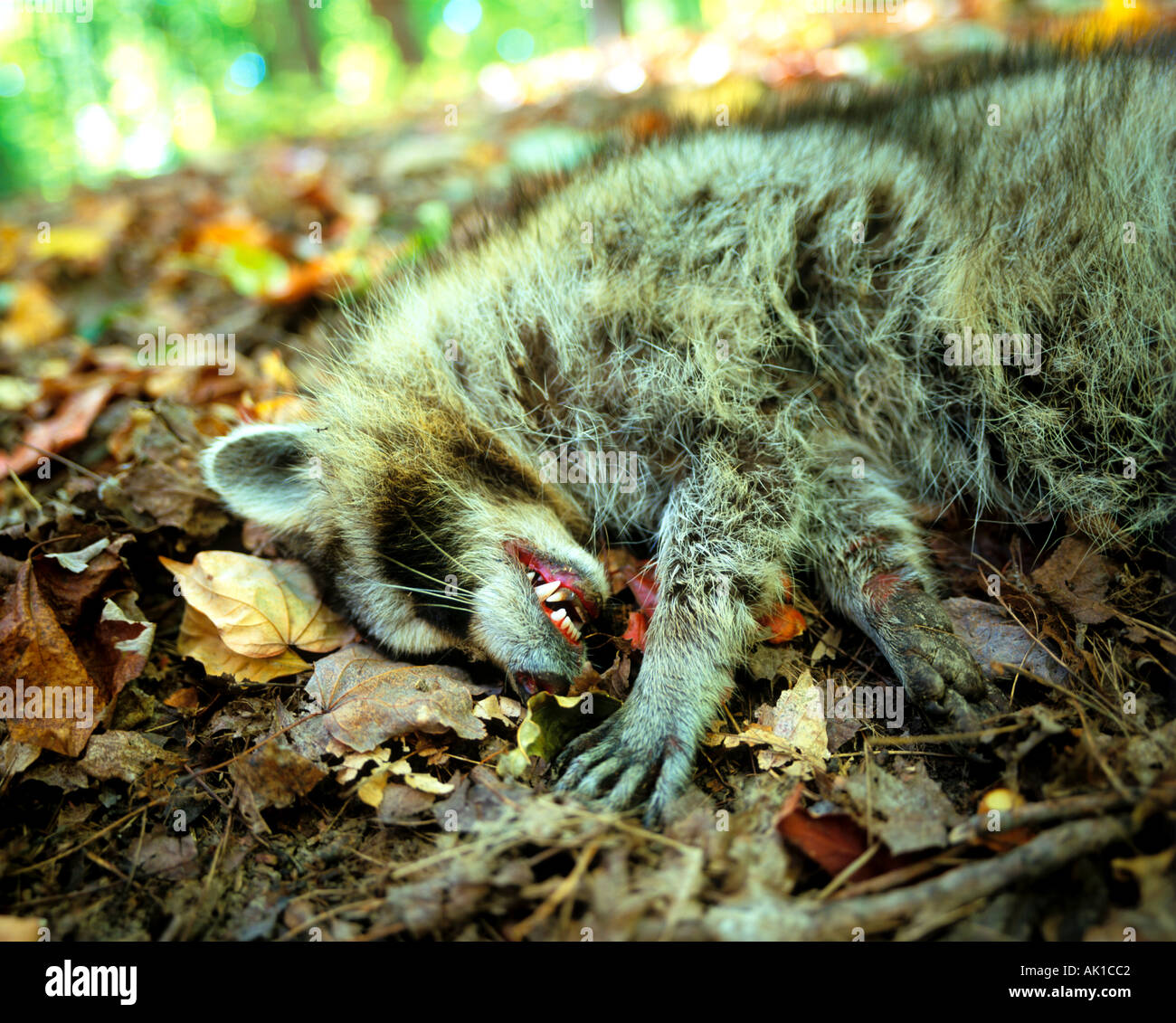 Dead racoon hi-res stock photography and images - Alamy