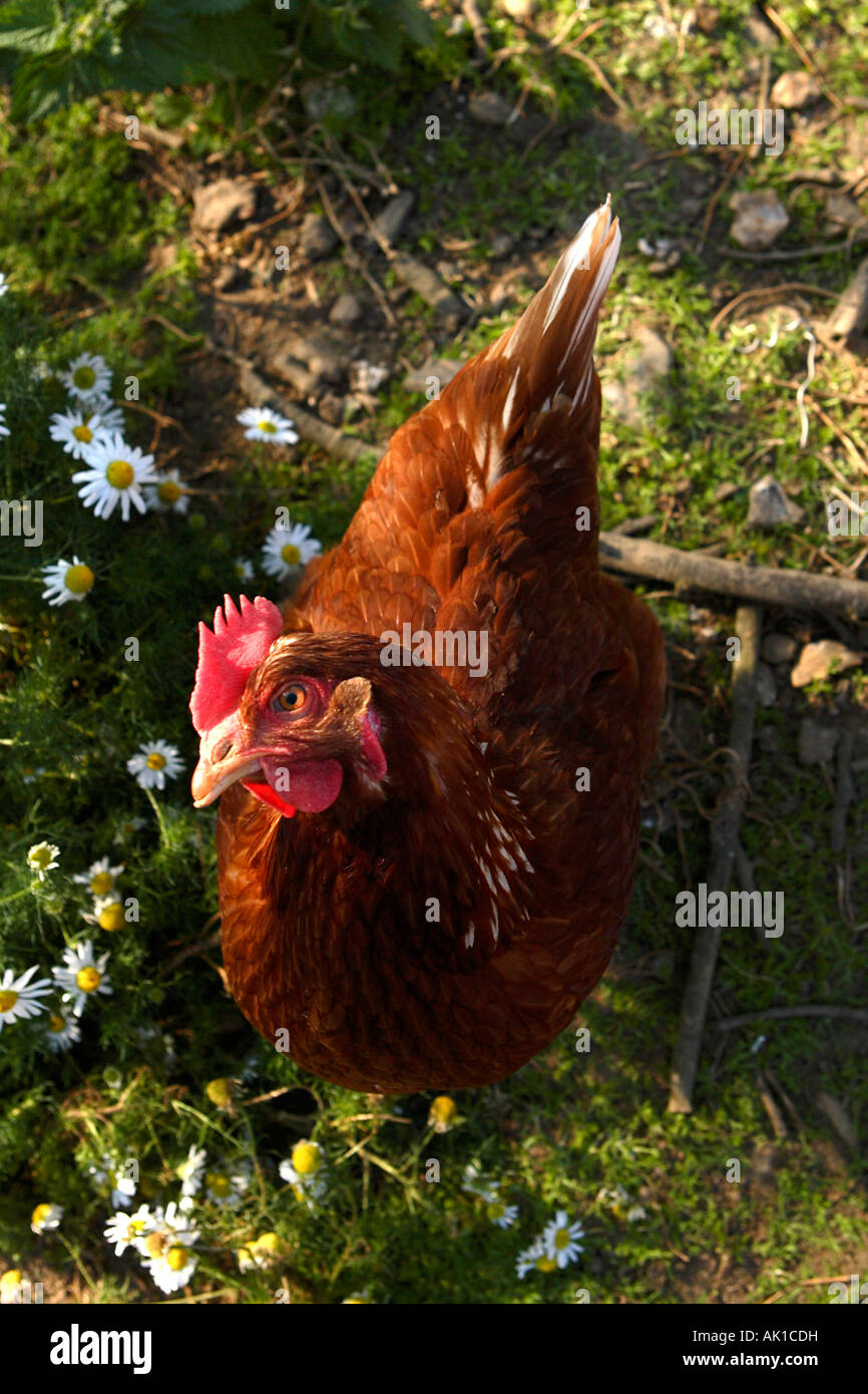 Point of Lay Pullet Stock Photo - Alamy