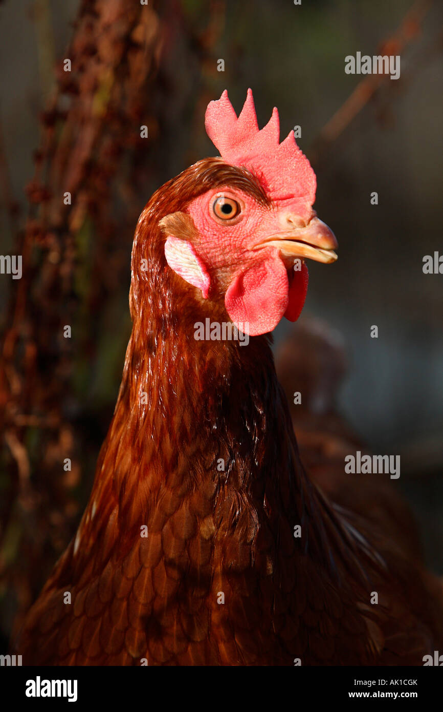 Point of Lay Pullet Chicken Stock Photo - Alamy