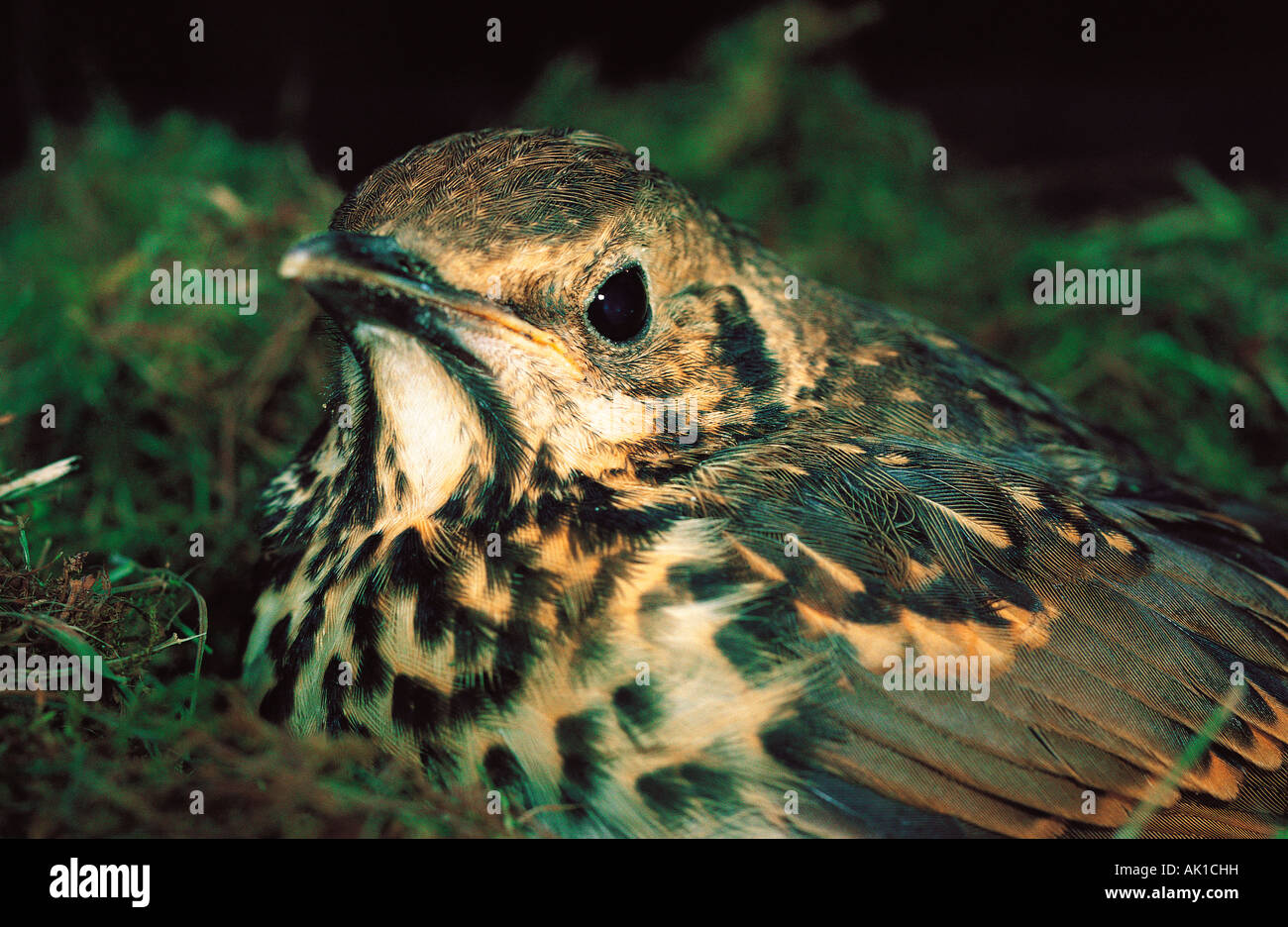 Wildlife. British Birds. Close-up of Thrush Stock Photo - Alamy