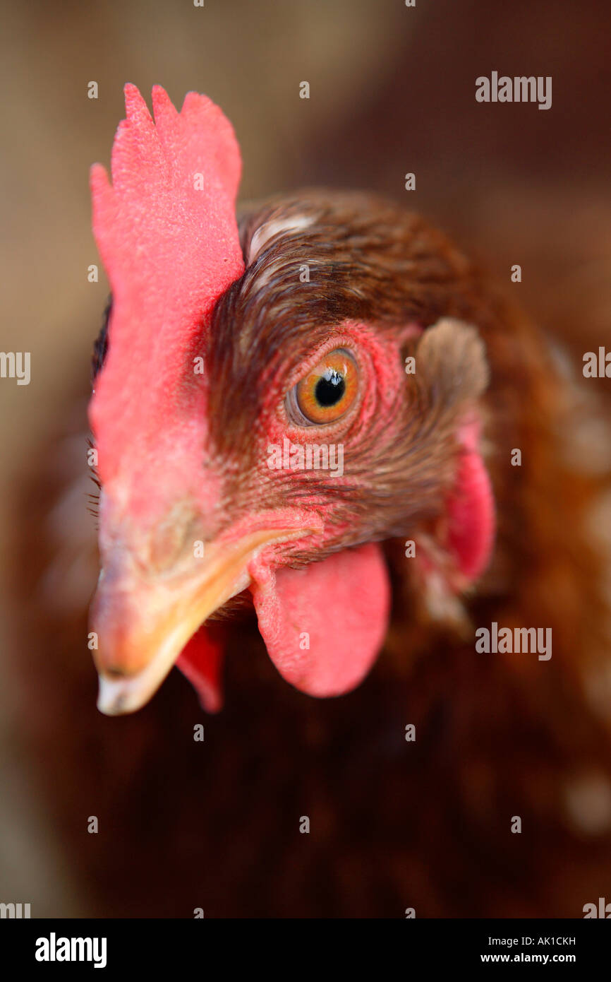 Point of Lay Pullet Chicken Stock Photo - Alamy