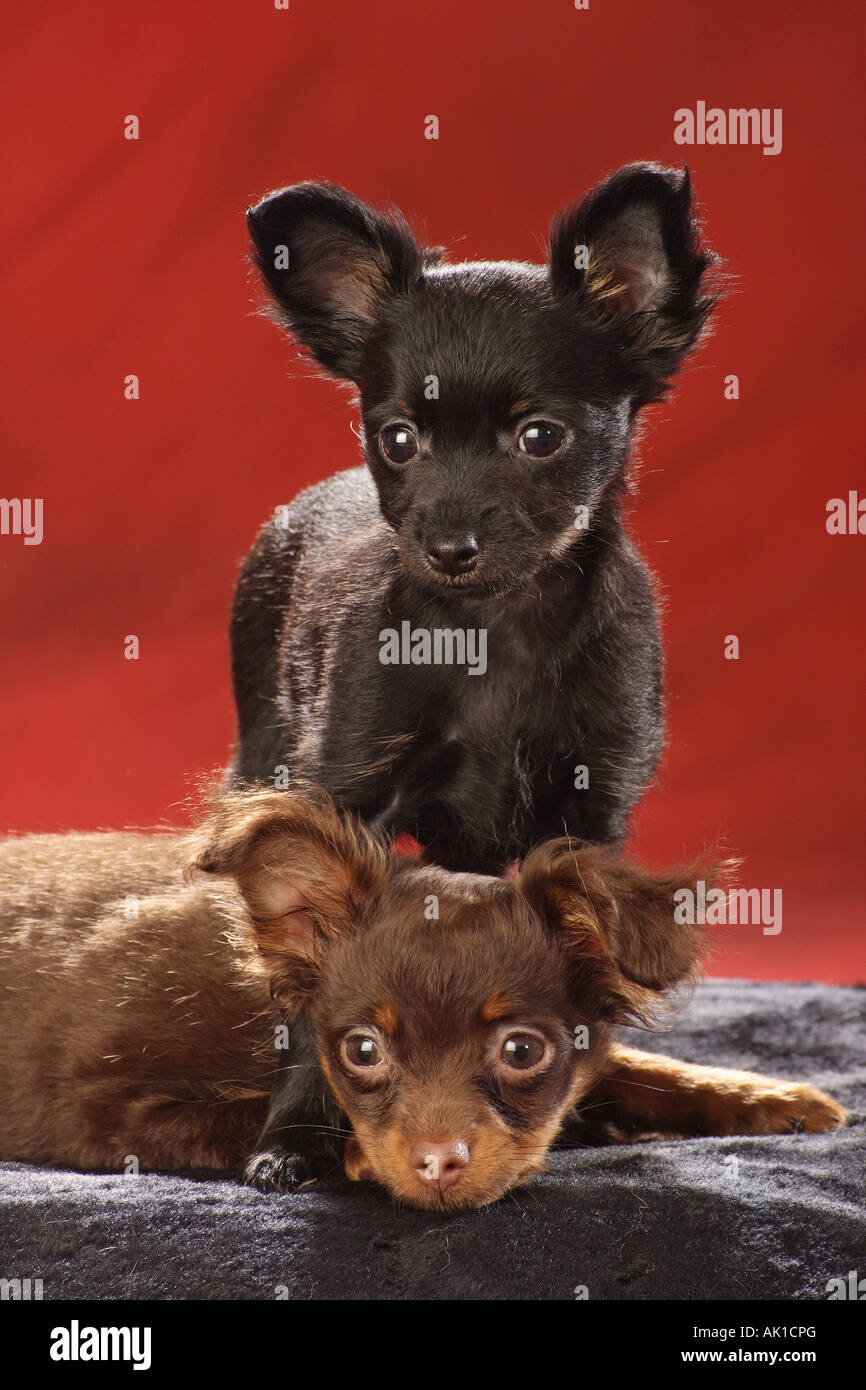 two Toy Terrier puppies Stock Photo - Alamy