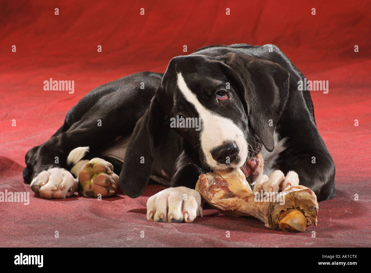 German boarhound hi-res stock photography and images - Alamy
