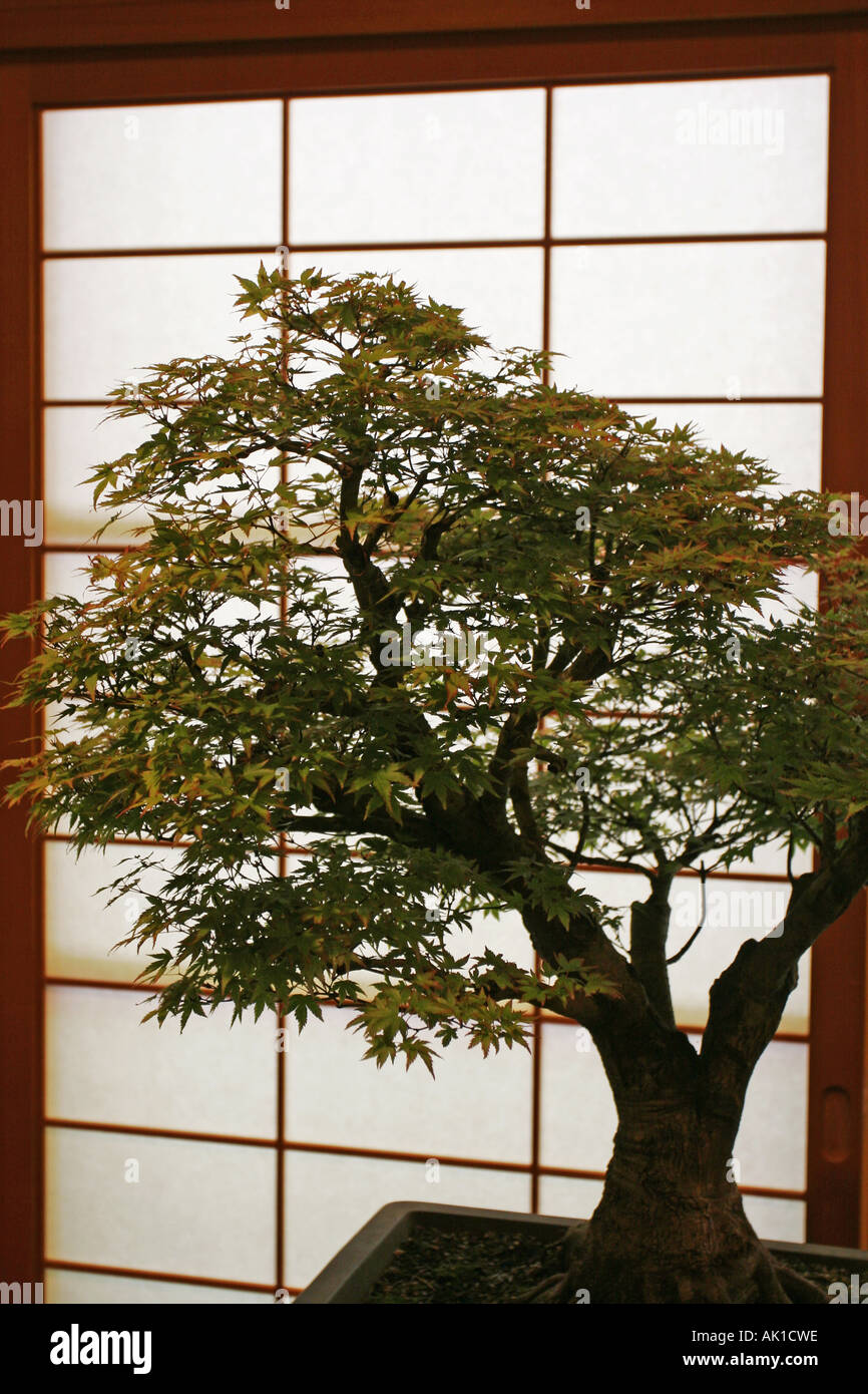 Bonsai screen tree hi-res stock photography and images - Alamy