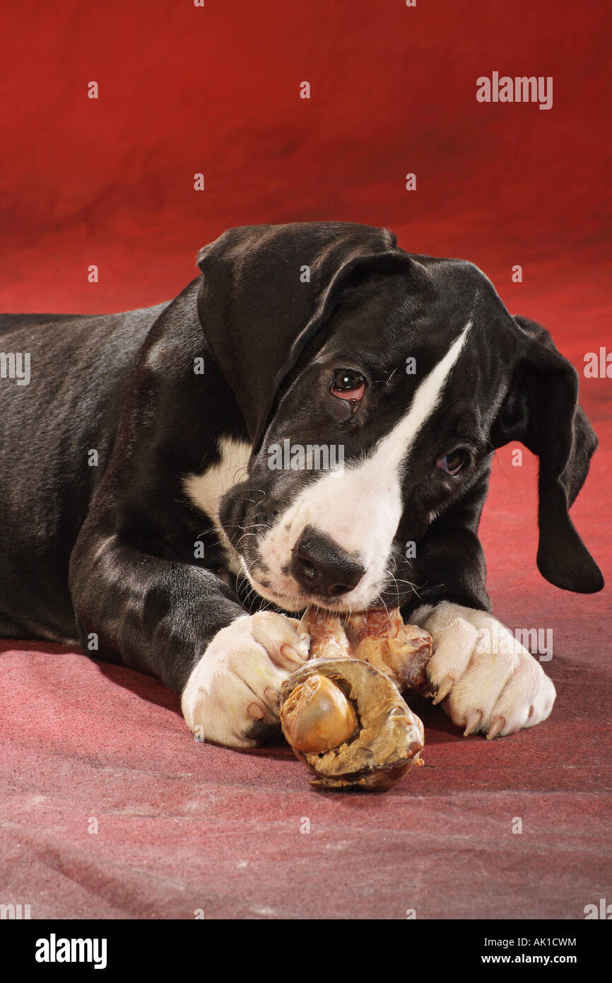 German boarhound hi-res stock photography and images - Alamy