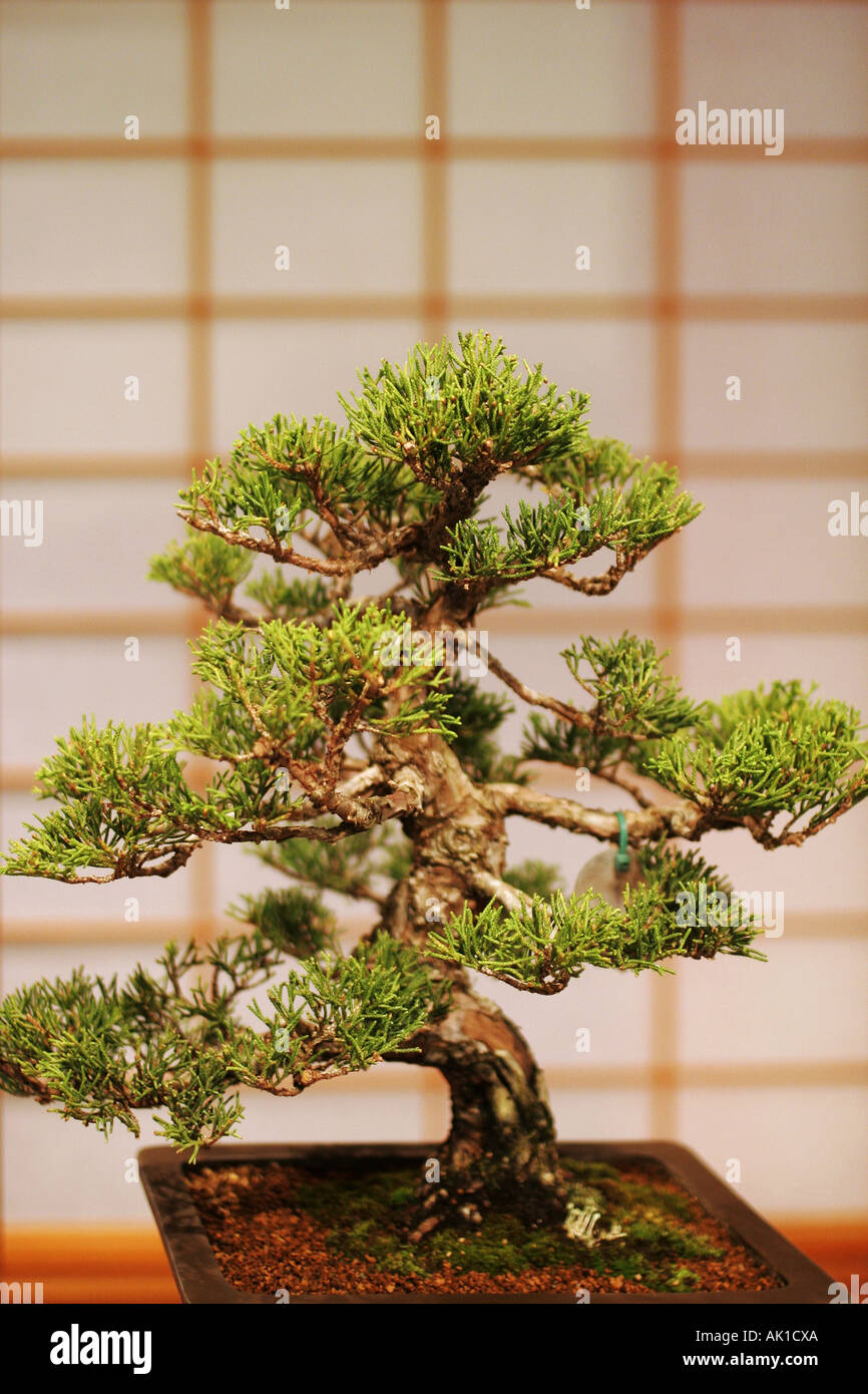 Bonsai screen tree hi-res stock photography and images - Alamy