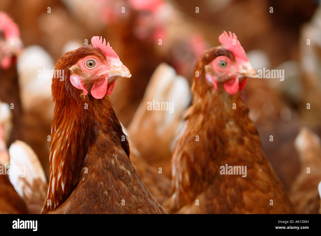 Point of Lay Pullets Stock Photo - Alamy