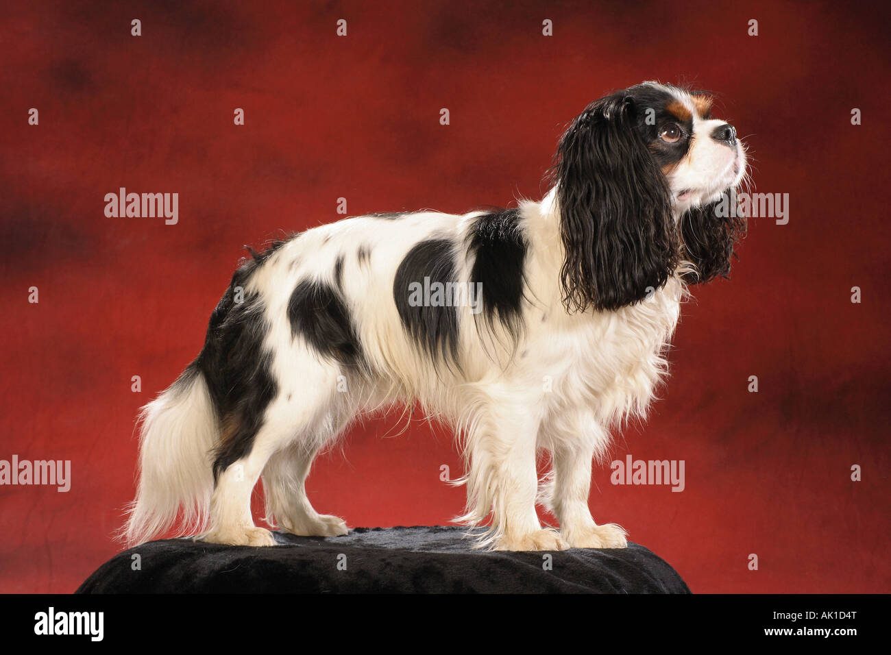 Cavalier King Charles Spaniel standing lateral - cut out Stock Photo ...