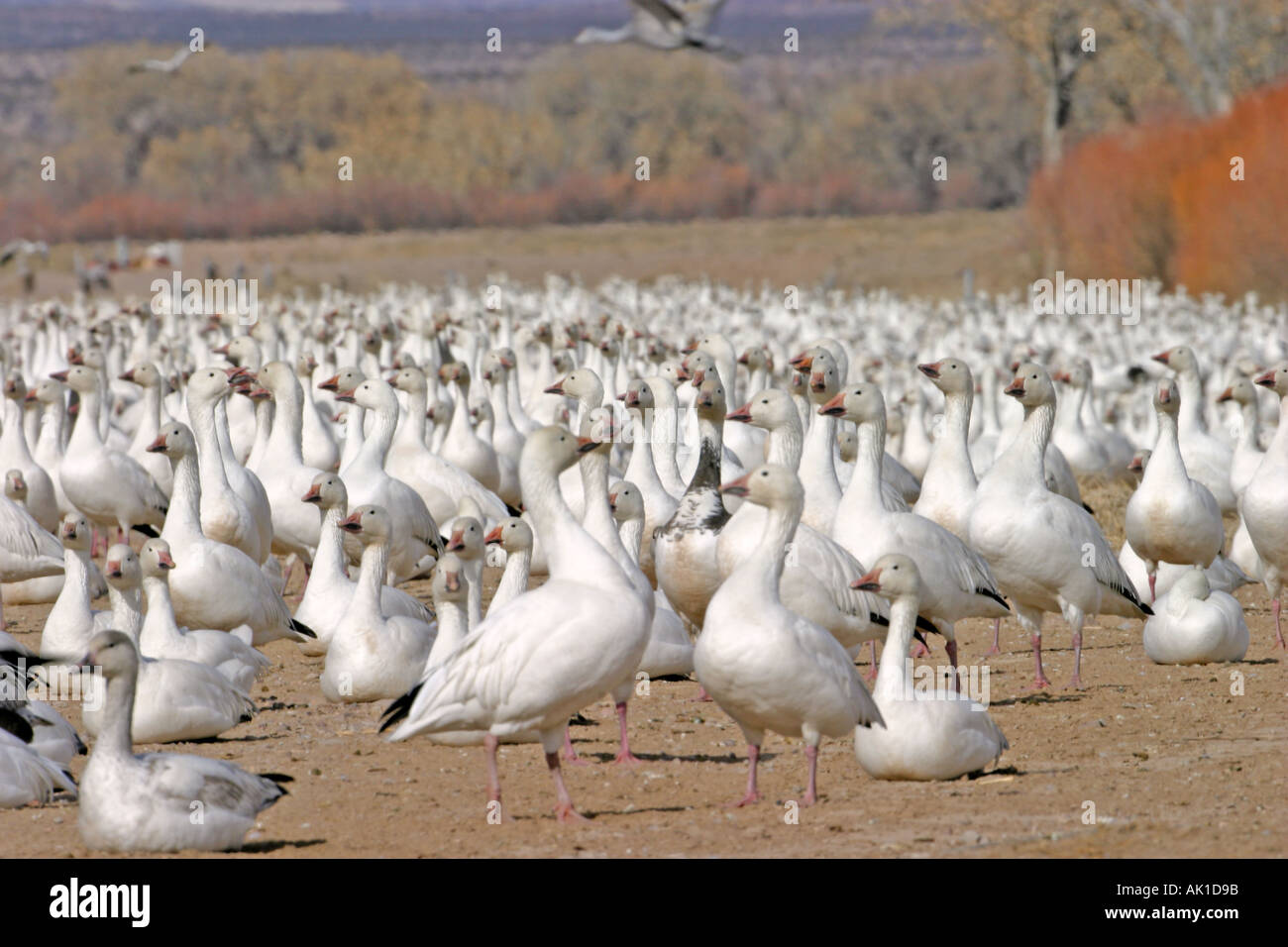Feeding in the fields hi-res stock photography and images - Alamy