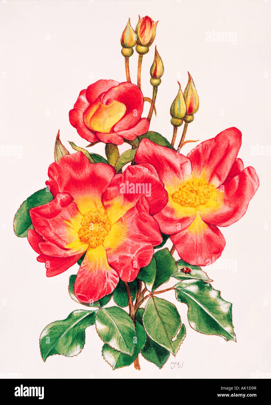 English flower illustration hi-res stock photography and images - Alamy