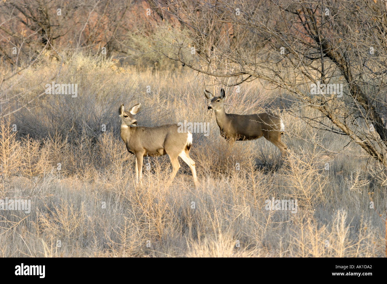 Bosque del apache mule hi-res stock photography and images - Alamy