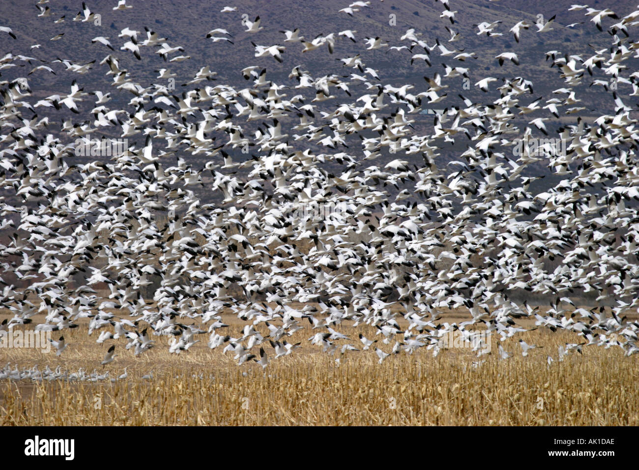 Snow geese taking off from farm fields Stock Photo - Alamy