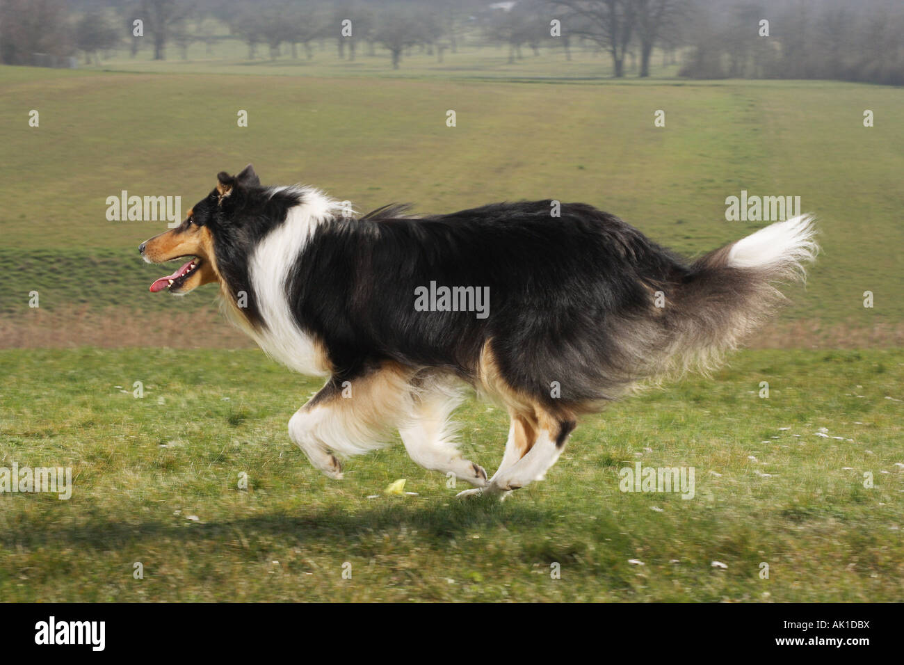 Collie running in the meadow Stock Photo - Alamy