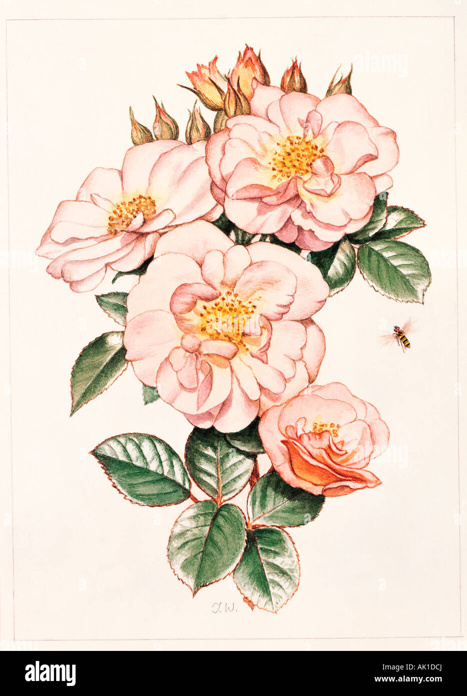 English flower illustration hi-res stock photography and images - Alamy