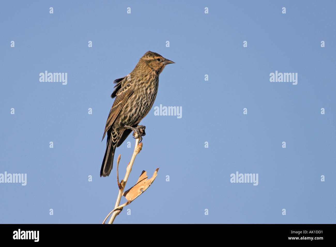 Juvenile Red winged Blackbird Stock Photo - Alamy