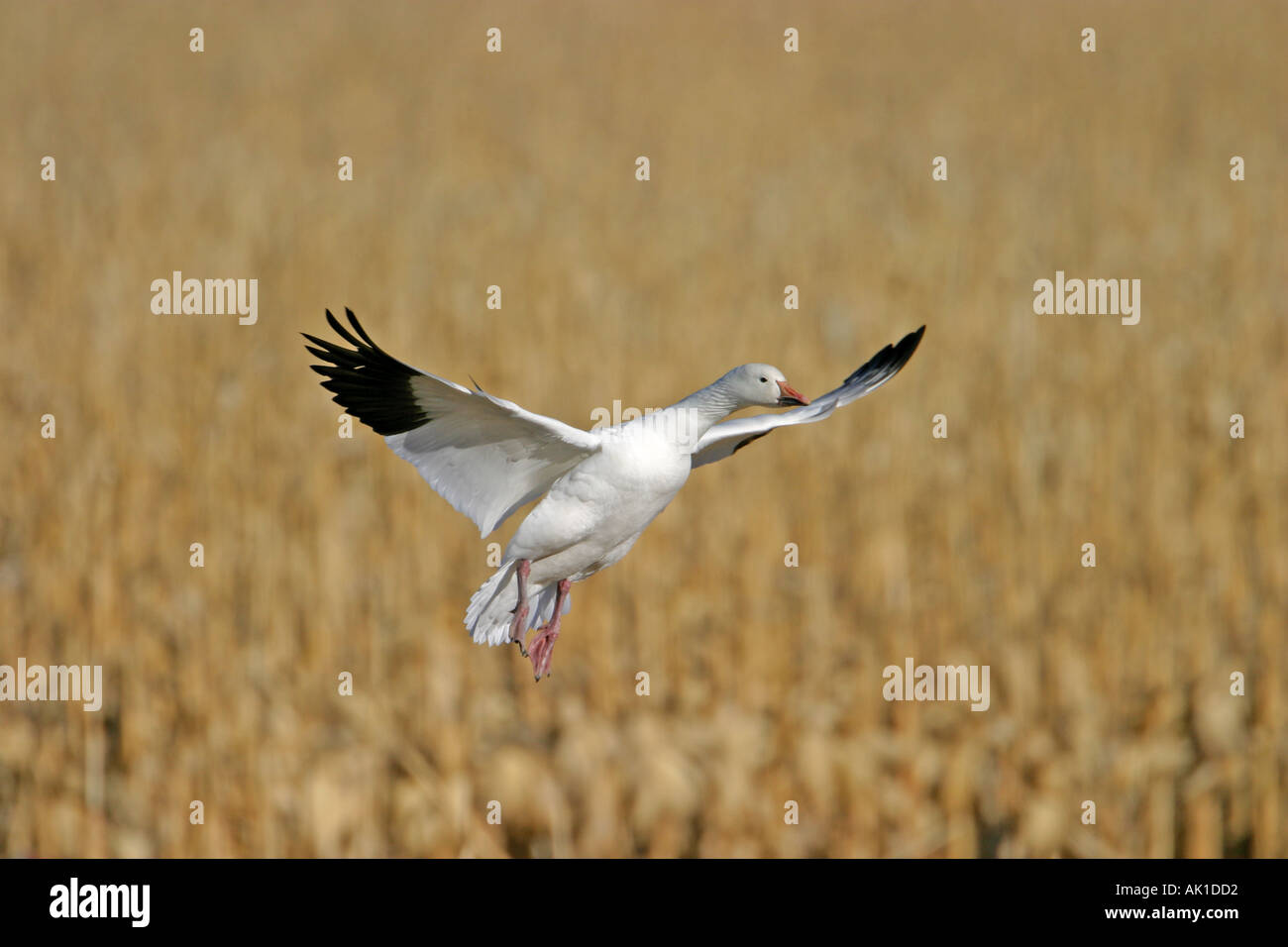 Snow goose landing in corn field Stock Photo - Alamy
