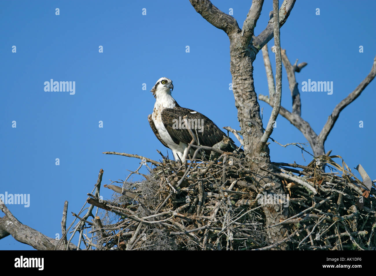 Osprey in nest Stock Photo - Alamy