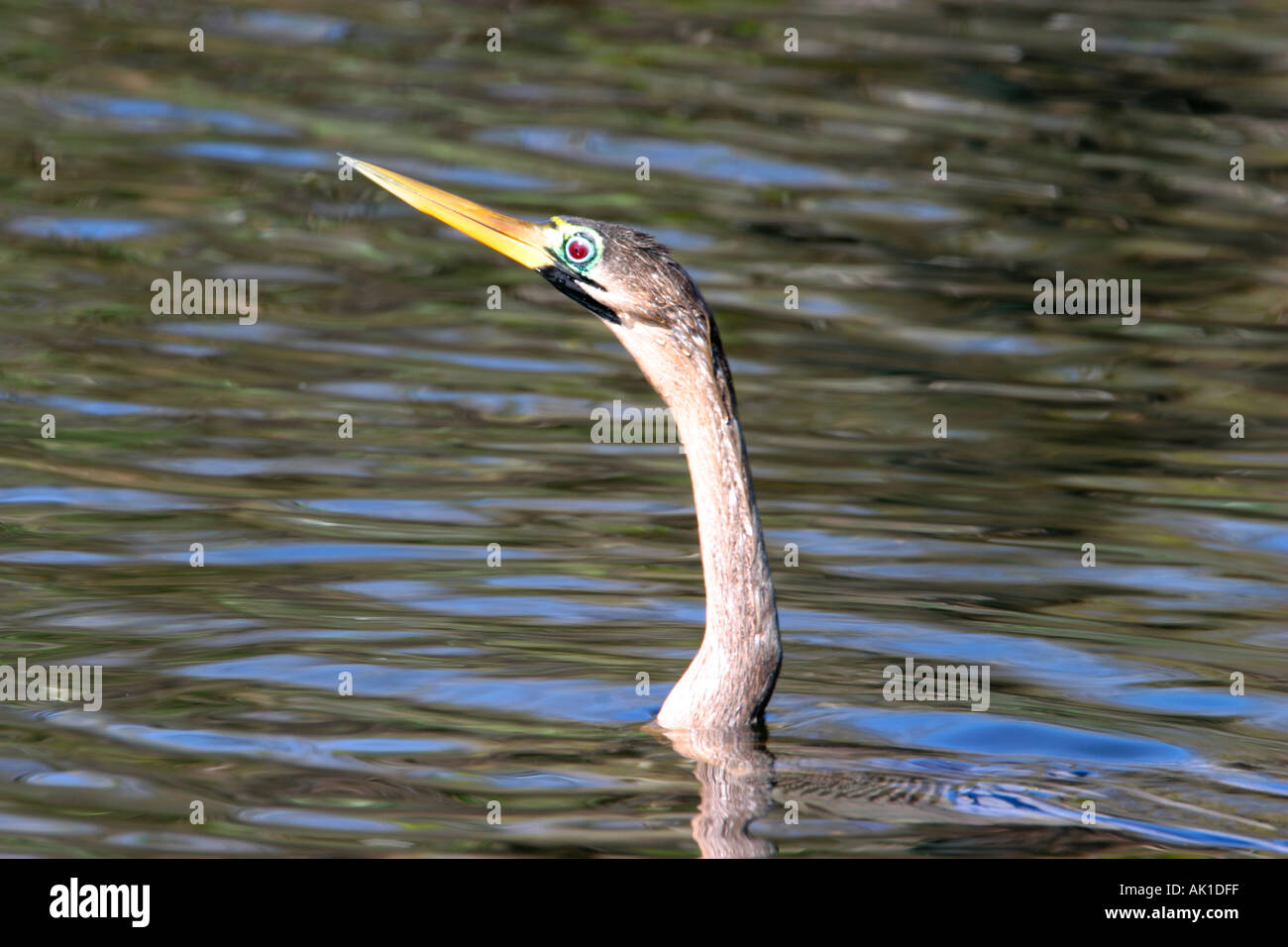 Anhinga fishing hi-res stock photography and images - Alamy