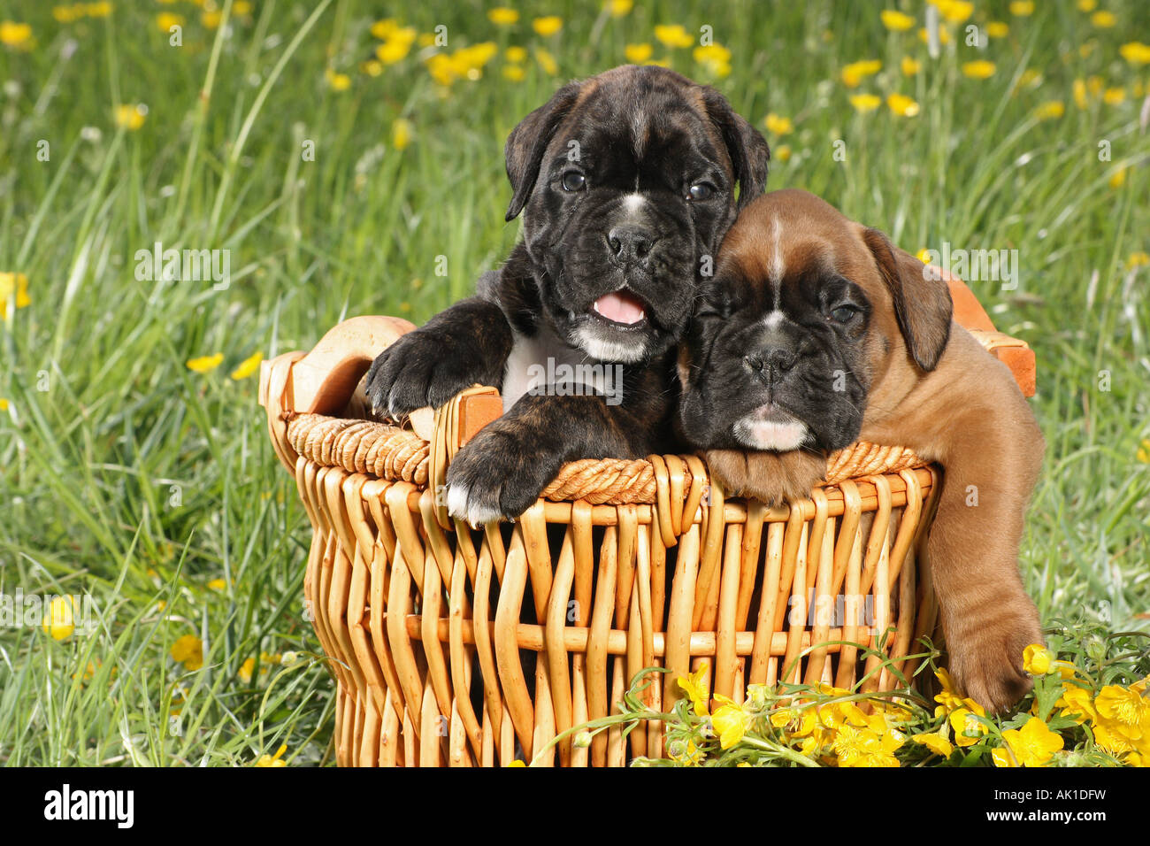 two Boxer puppies in basket in the meadow Stock Photo - Alamy