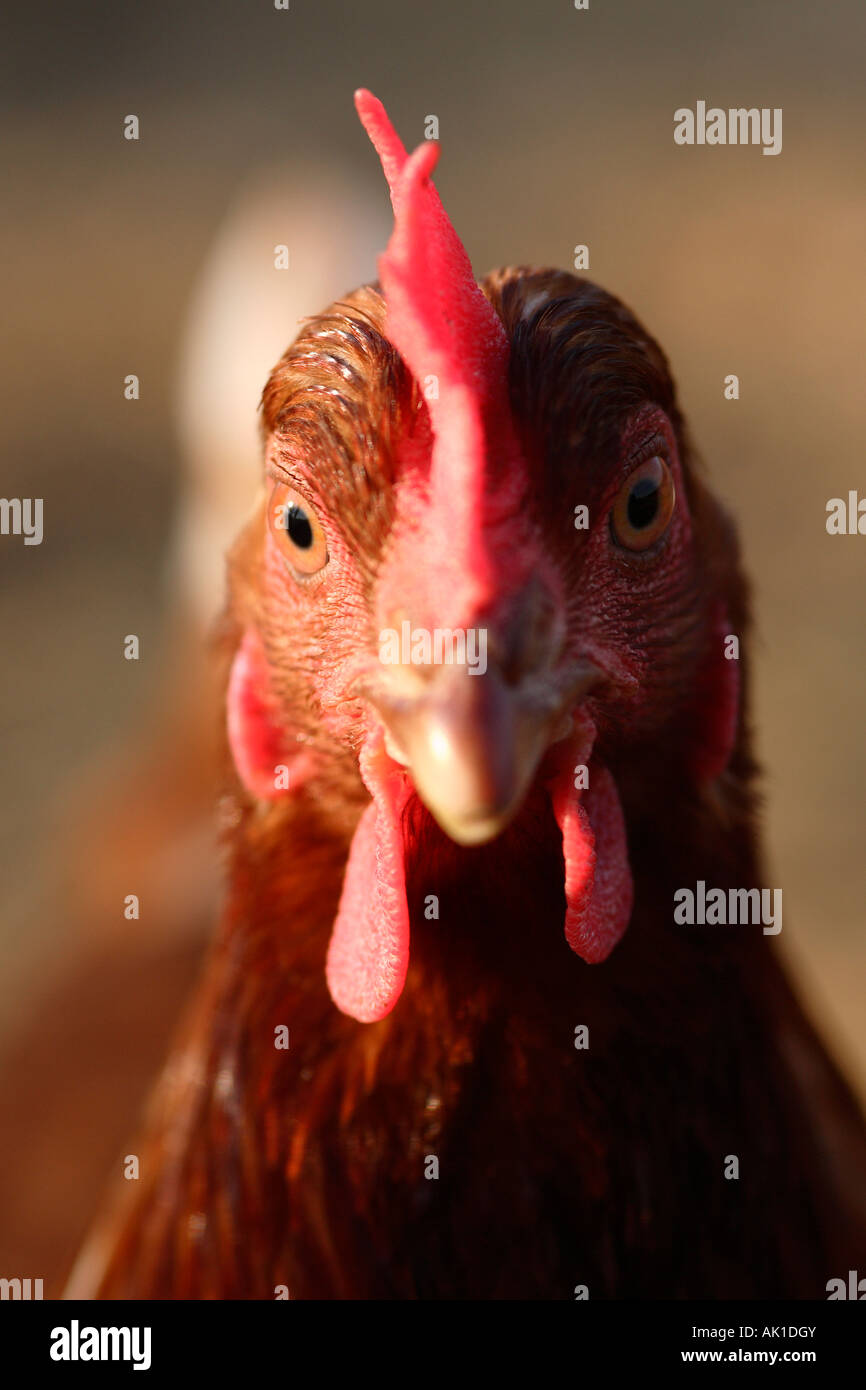 Point of Lay Pullet Stock Photo - Alamy