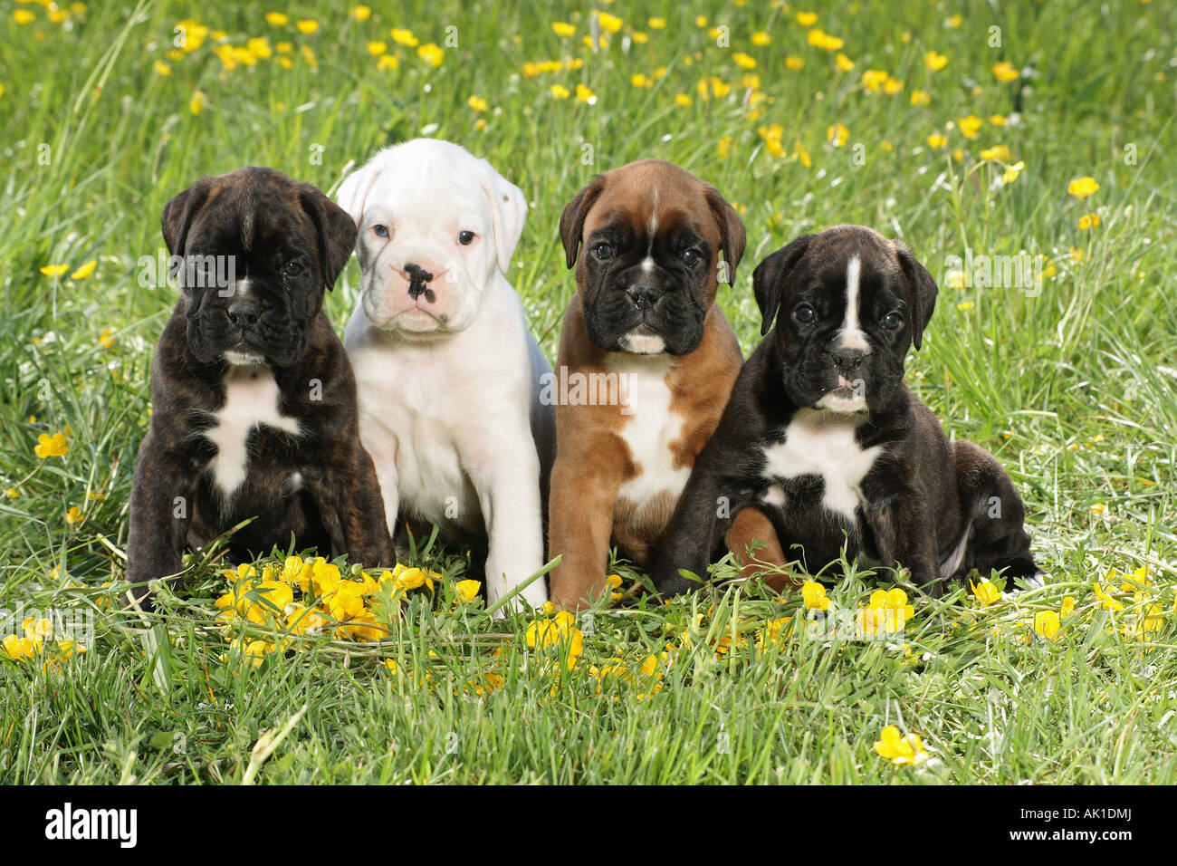 four Boxer puppies sitting in the meadow Stock Photo - Alamy