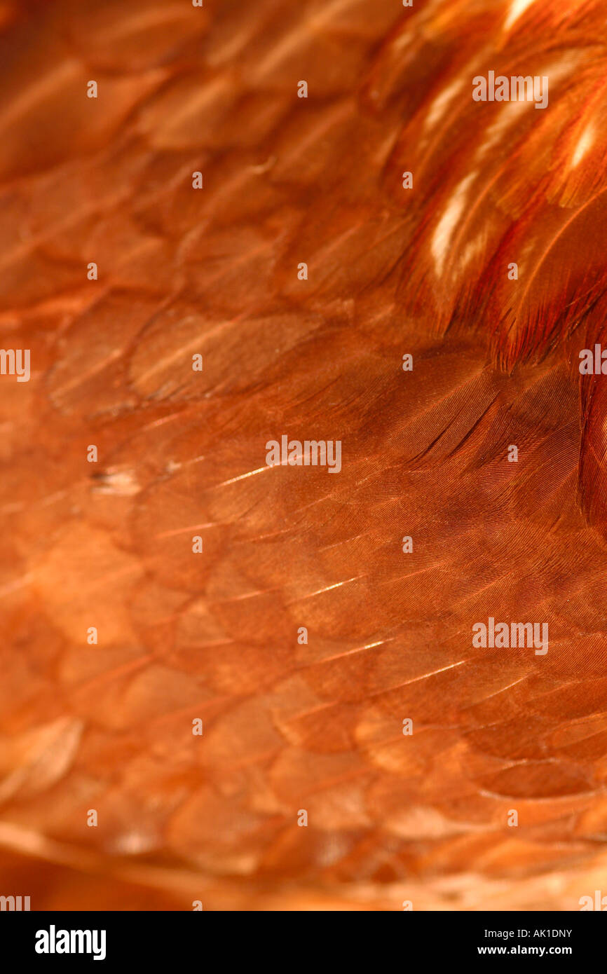 Chicken farm uk feathers hi-res stock photography and images - Alamy