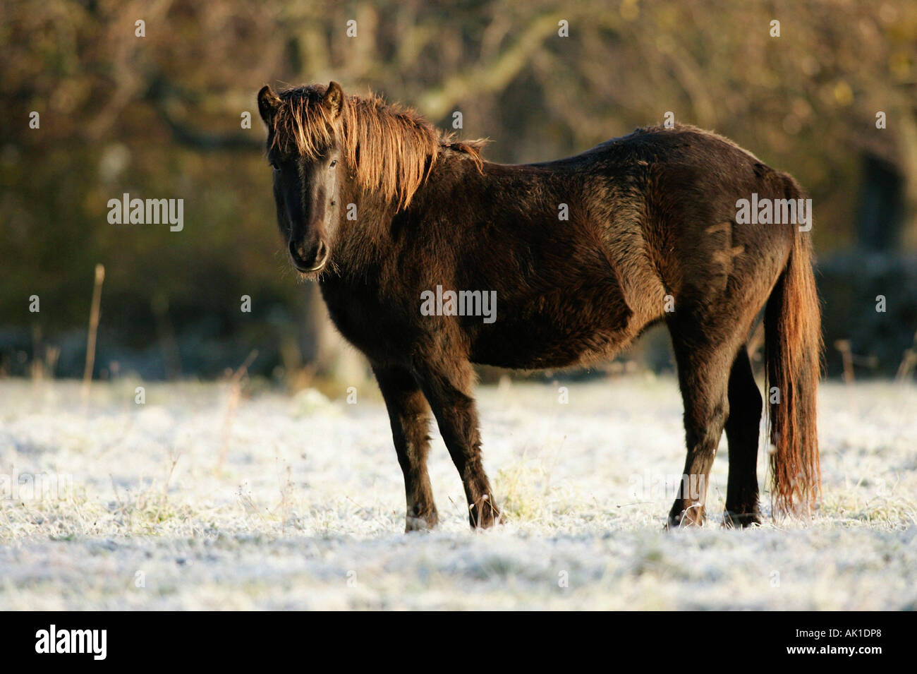 Islandic Horse / Islandpony / Islandpferd / Islaender Stock Photo - Alamy