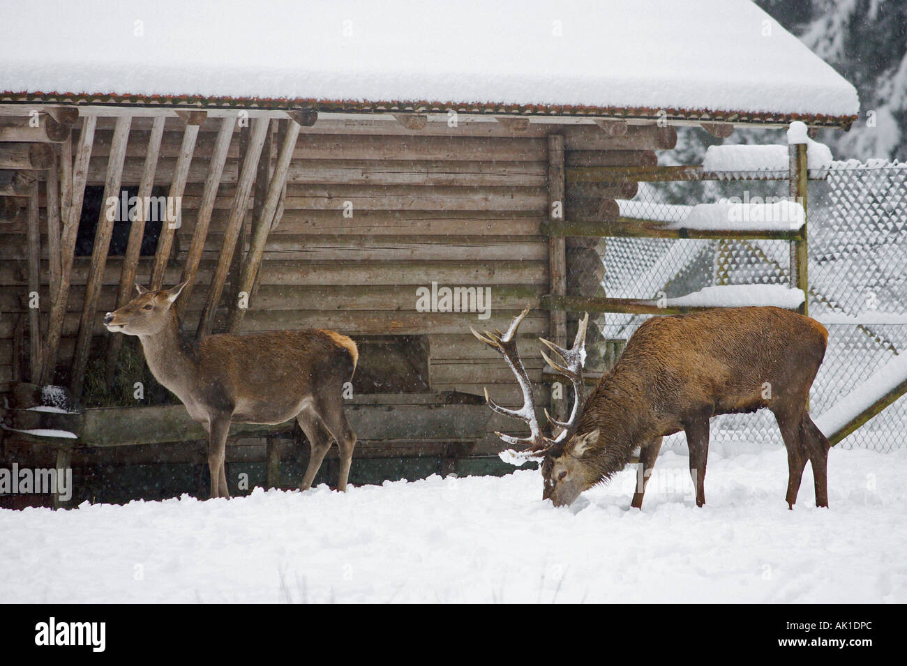 Pair female deer eating hi-res stock photography and images - Alamy