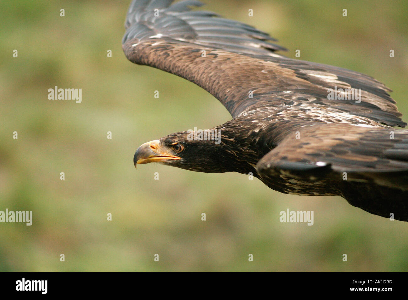 Seeadler hi-res stock photography and images - Alamy