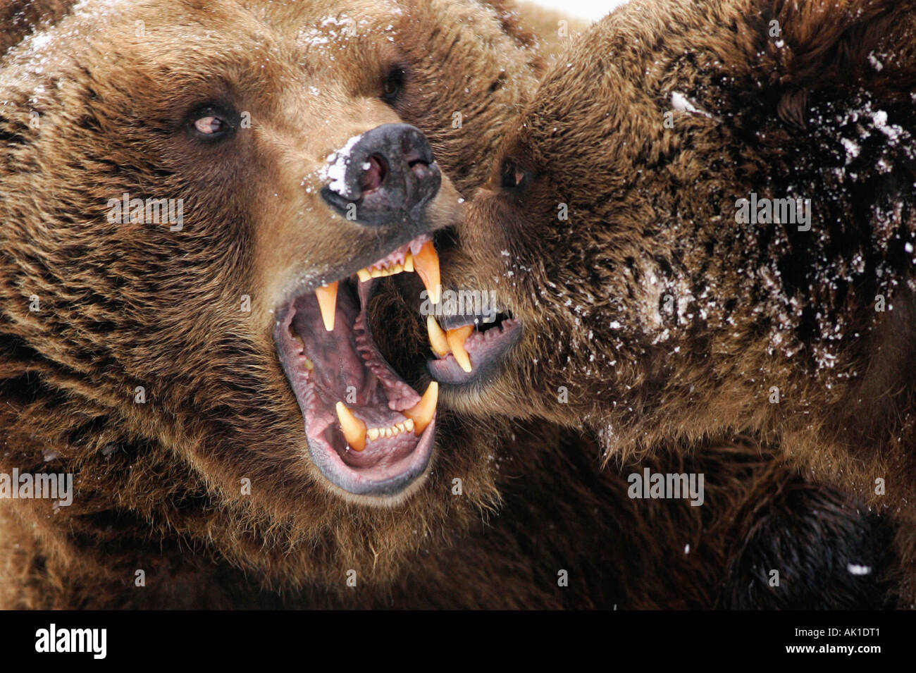 European Brown Bear / Europaeischer Braunbaer Stock Photo - Alamy