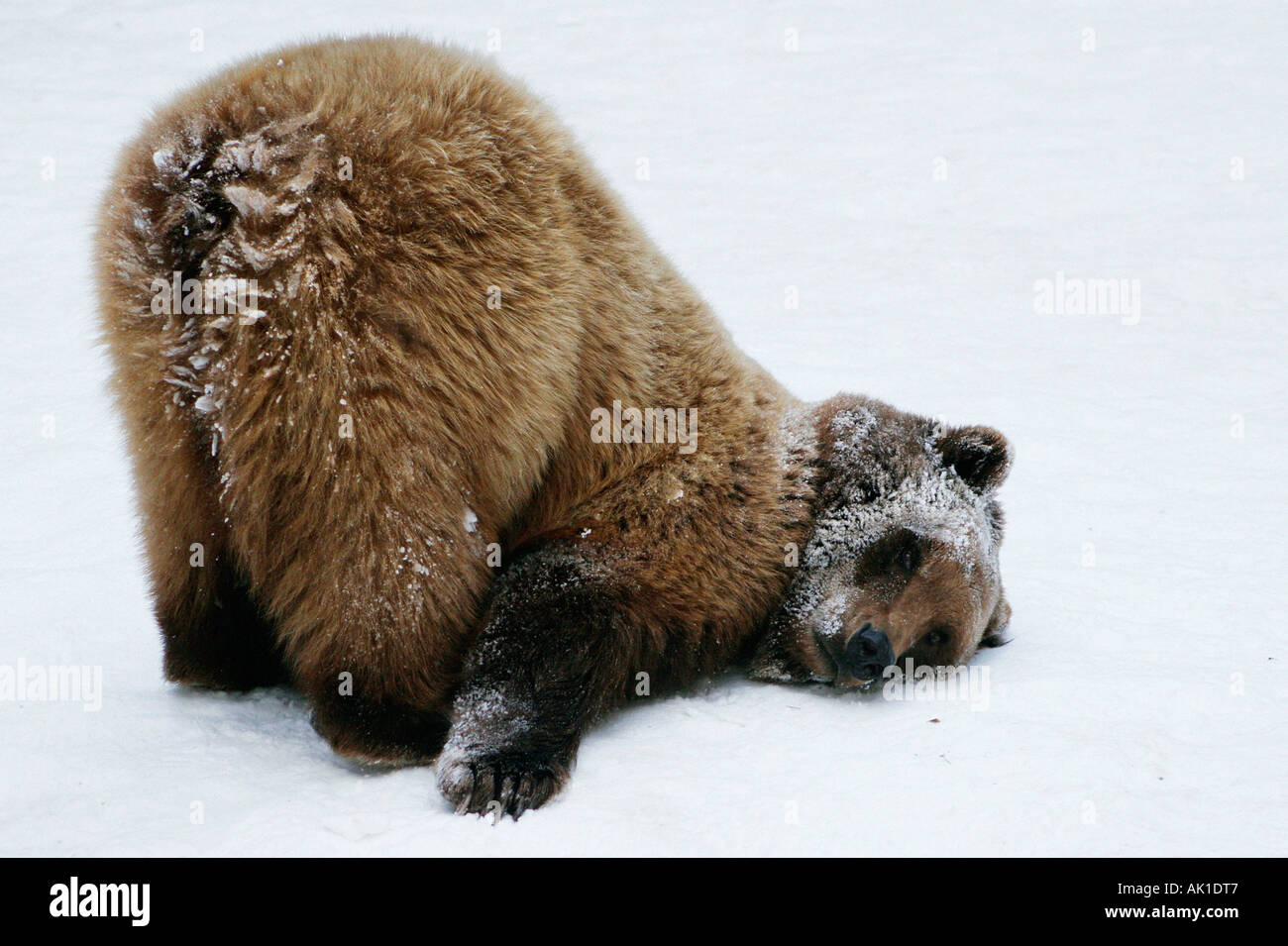 European Brown Bear / Europaeischer Braunbaer Stock Photo - Alamy