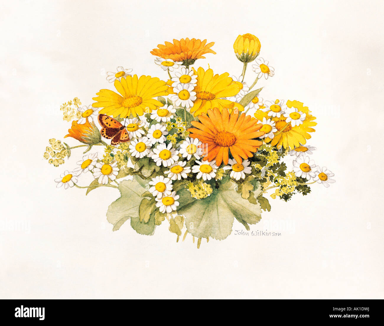 English botany illustrations hi-res stock photography and images - Alamy