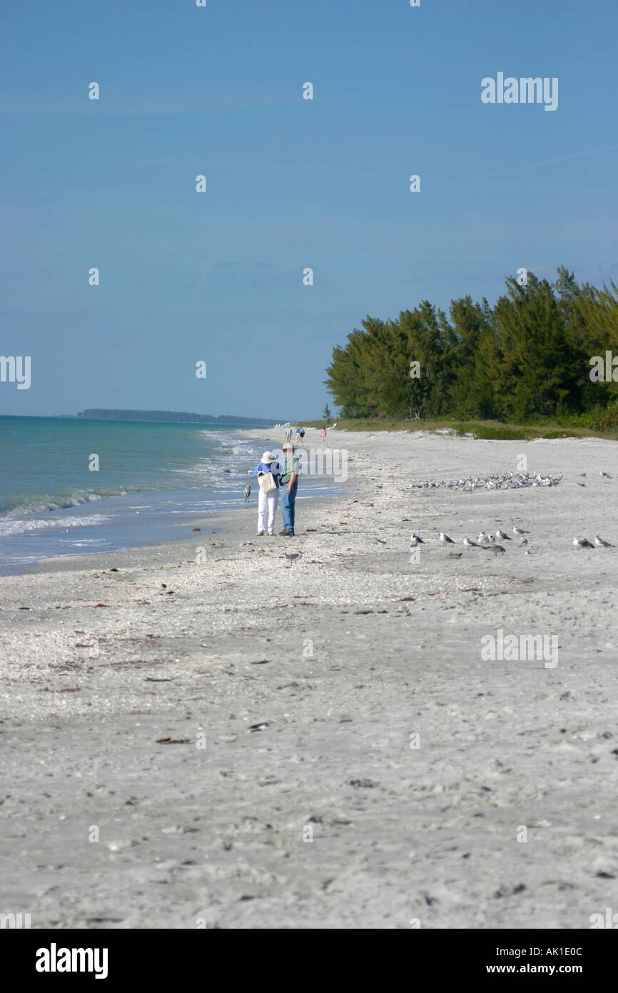 Shell collecting on Sanibel Island Stock Photo - Alamy