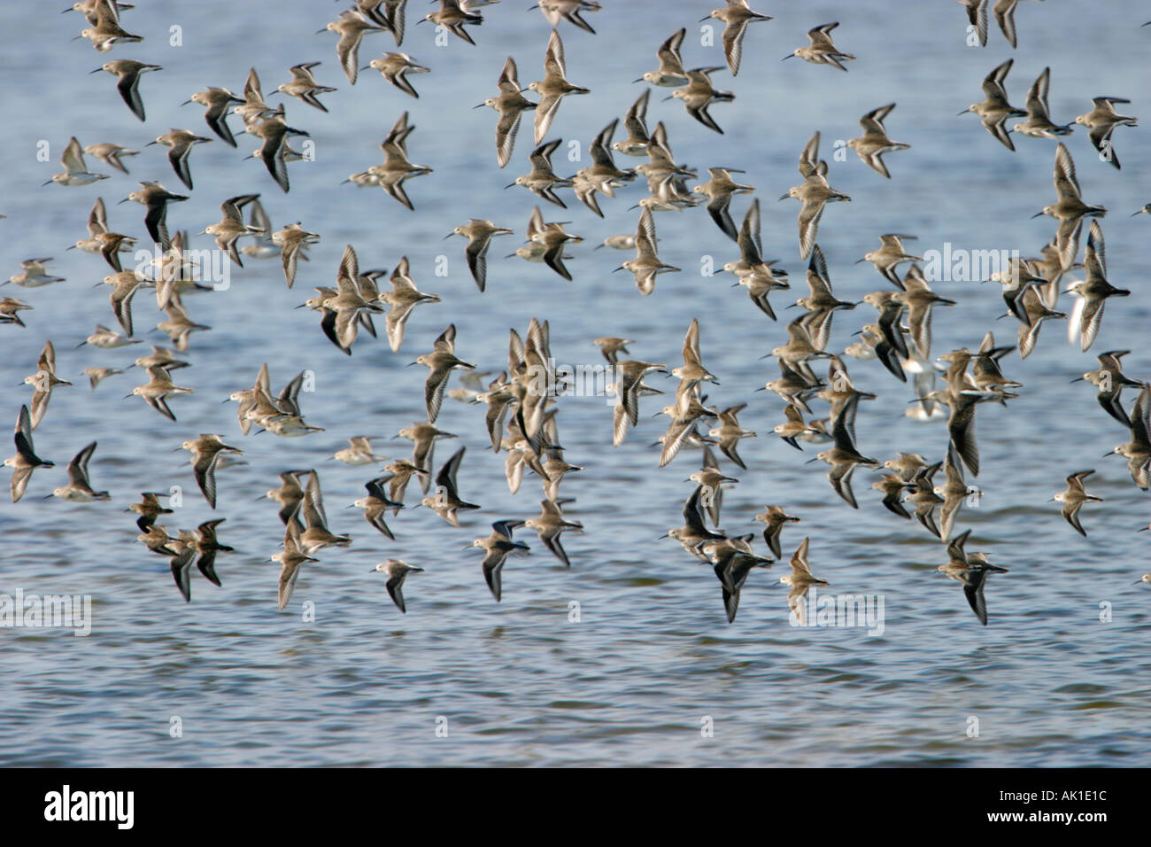 Dunlin in flight hi-res stock photography and images - Alamy
