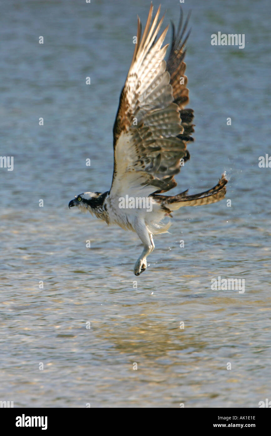 Raptor fishing hi-res stock photography and images - Alamy
