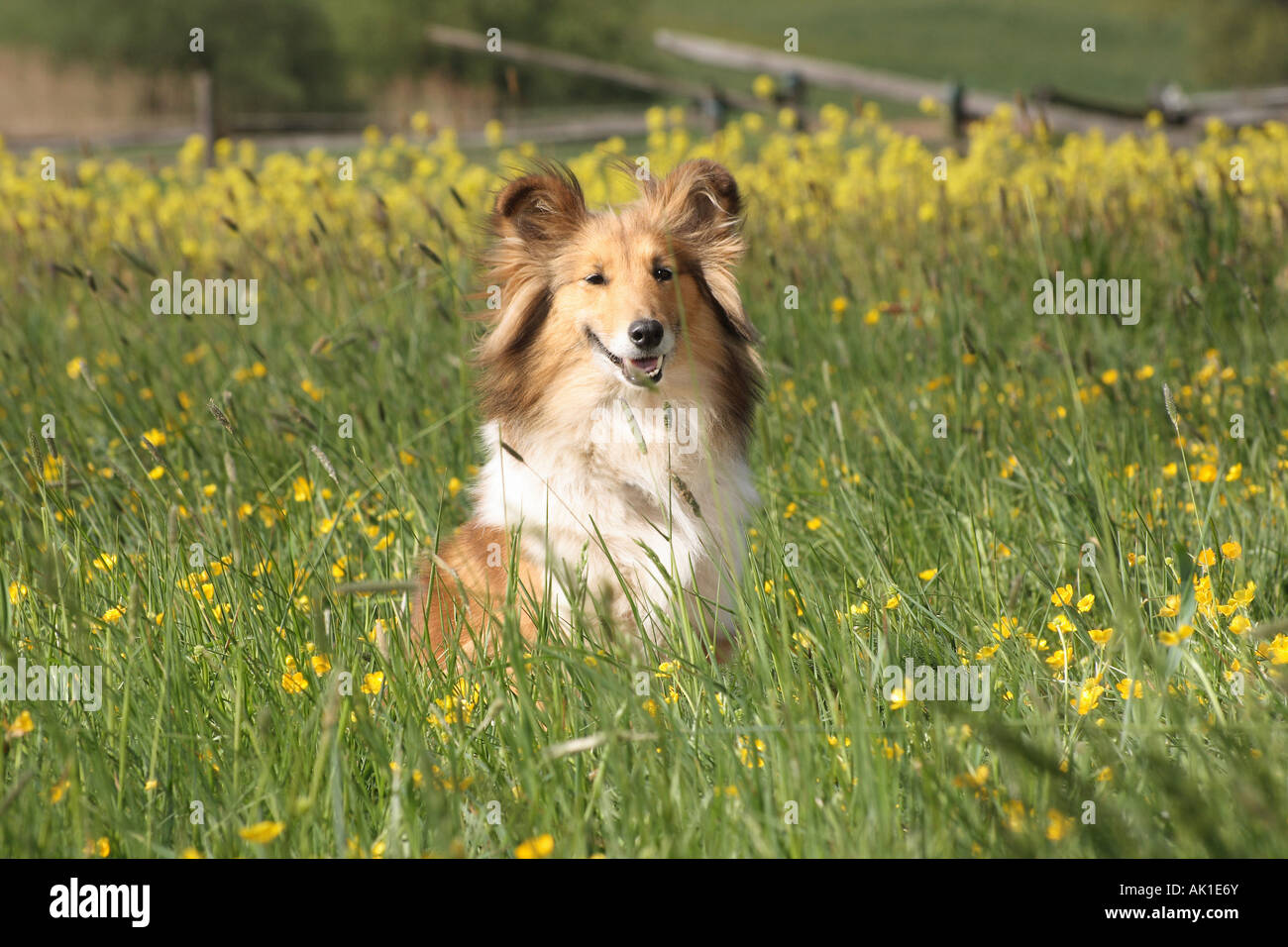 Collie sitting in the meadow Stock Photo - Alamy