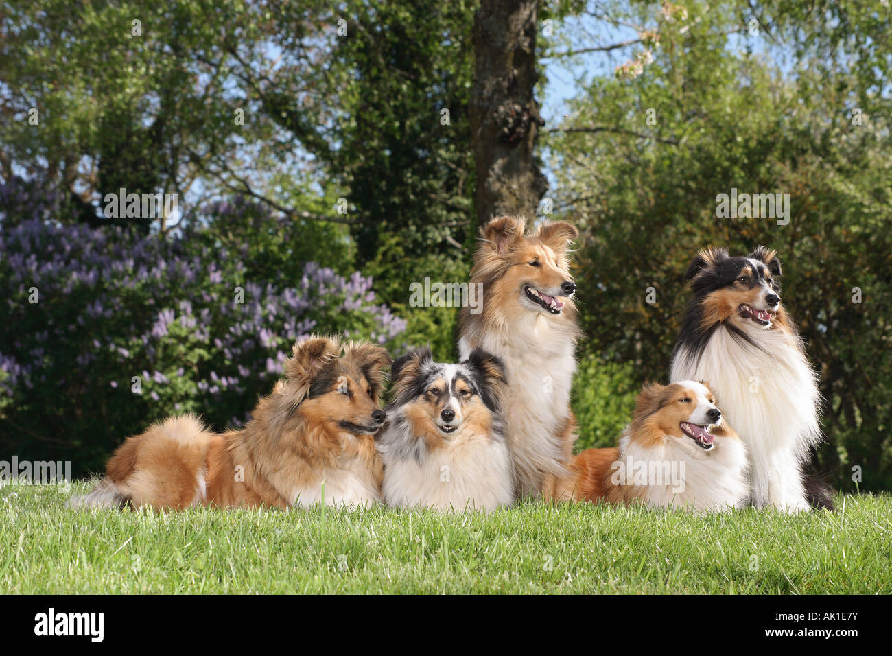 Five dogs hi-res stock photography and images - Alamy